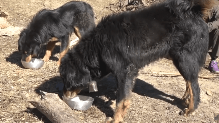 Nepali Bhote Kukur (Nepalese Sheep Dog) Breed Information, Facts ...