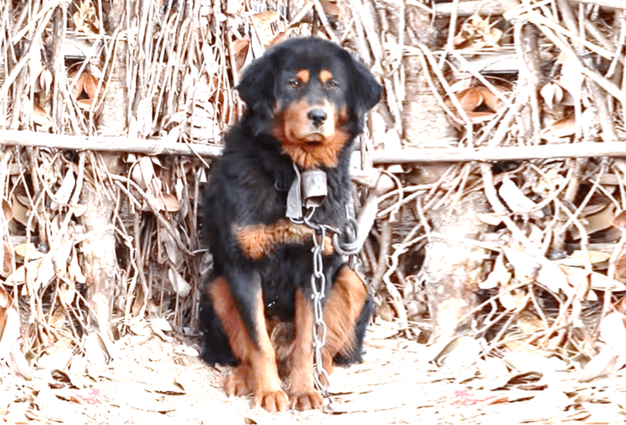 Nepali Bhote Kukur (Nepalese Sheep Dog) Breed Information, Facts ...