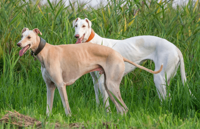 11 Tallest Dogs For Apartments - HubPages