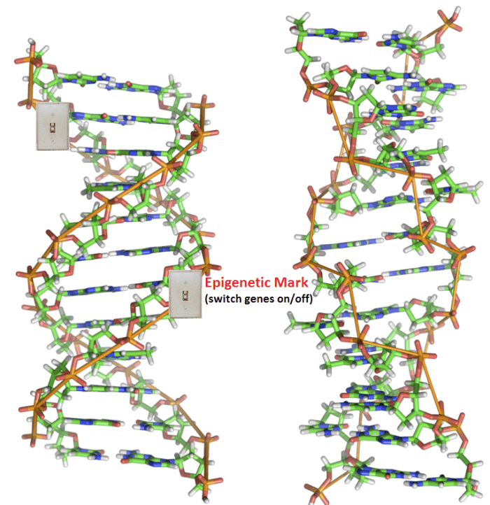 What is Epigenetics and the Epigenome? - HubPages