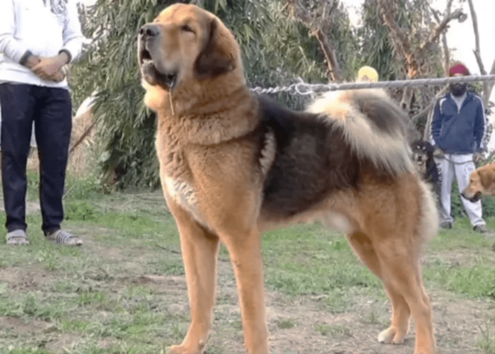 Ancient Dog Breeds of India & Their Legacy Through Time - HubPages