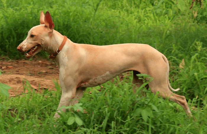 Ancient Dog Breeds of India & Their Legacy Through Time - HubPages