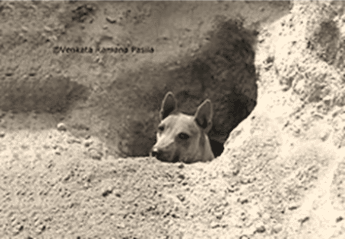 Ancient Dog Breeds of India & Their Legacy Through Time - HubPages
