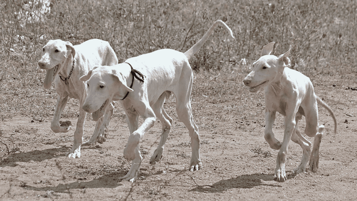 Ancient Dog Breeds of India & Their Legacy Through Time - HubPages