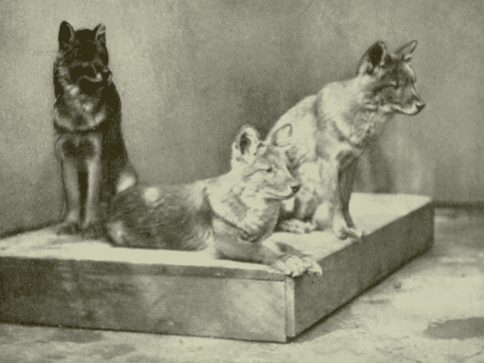 Ancient Dog Breeds of India & Their Legacy Through Time - HubPages