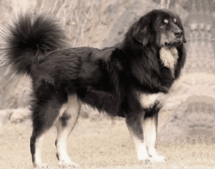 Ancient Dog Breeds of India & Their Legacy Through Time - HubPages
