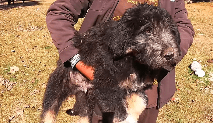Ancient Dog Breeds of India & Their Legacy Through Time - HubPages