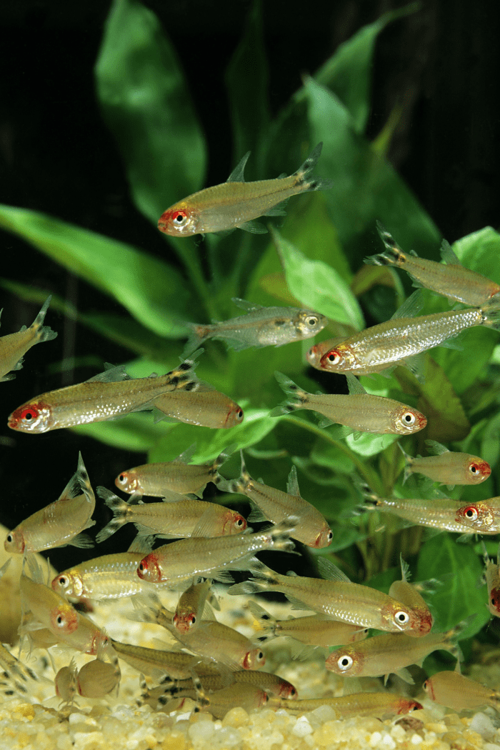 Illustrated Guide to the Top 7 Shrimp-Friendly Tetras - HubPages