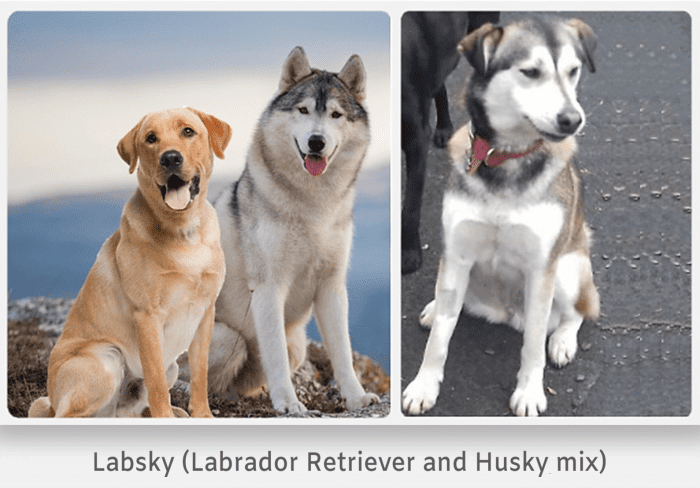 15 Most Popular Husky Mix Dogs - HubPages