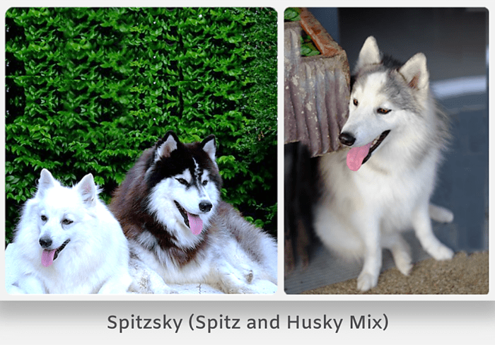 15 Most Popular Husky Mix Dogs - HubPages