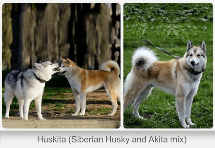 15 Most Popular Husky Mix Dogs - HubPages