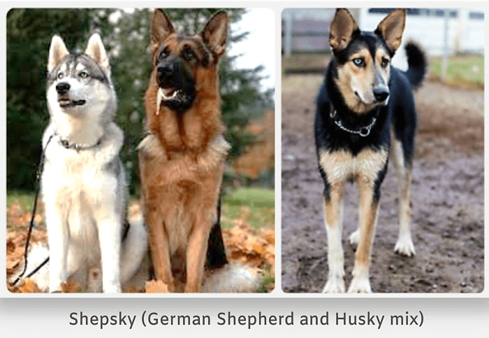15 Most Popular Husky Mix Dogs - HubPages