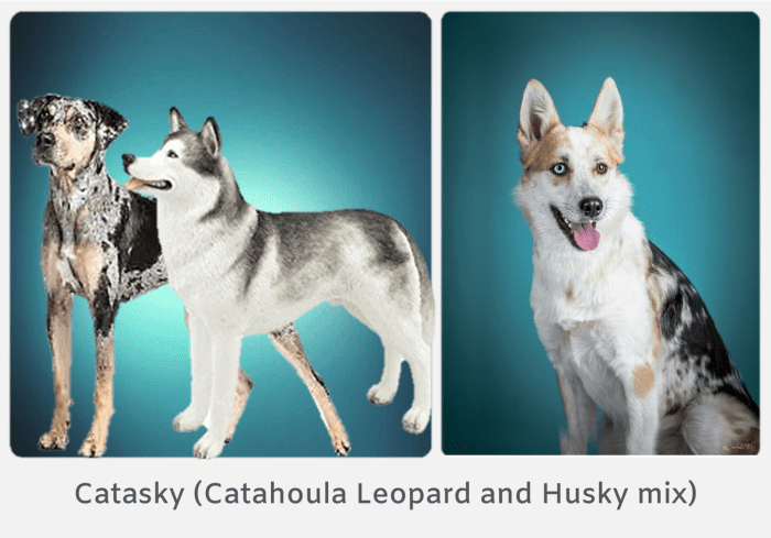 15 Most Popular Husky Mix Dogs - HubPages