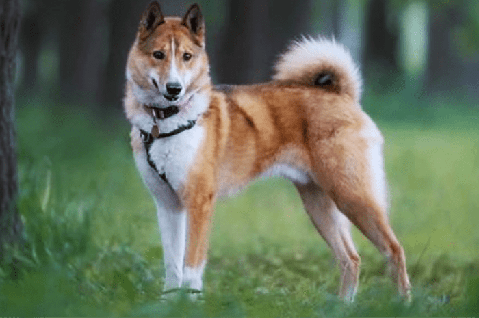 15 Most Popular Husky Mix Dogs - HubPages
