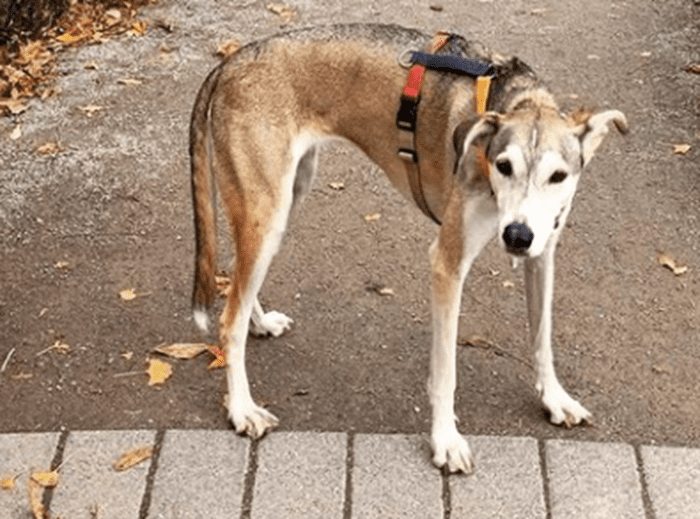 15 Most Popular Husky Mix Dogs - HubPages