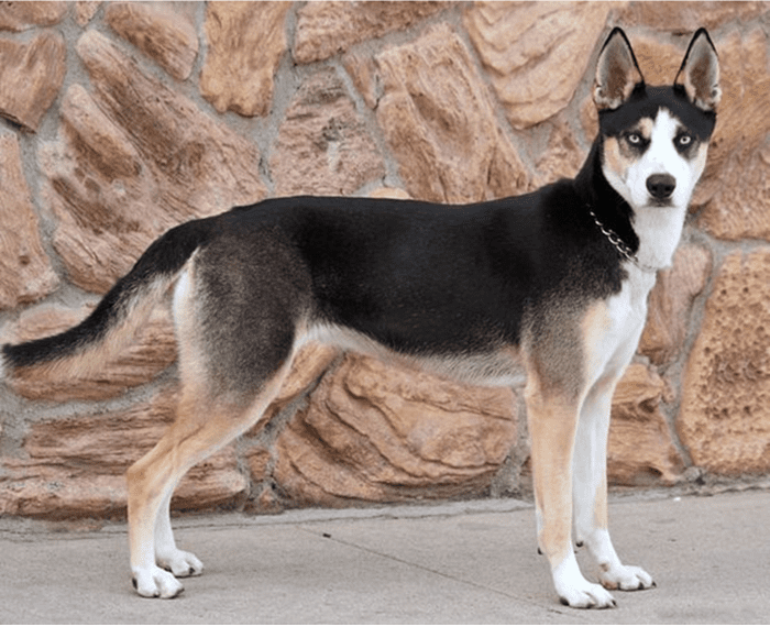 15 Most Popular Husky Mix Dogs - HubPages
