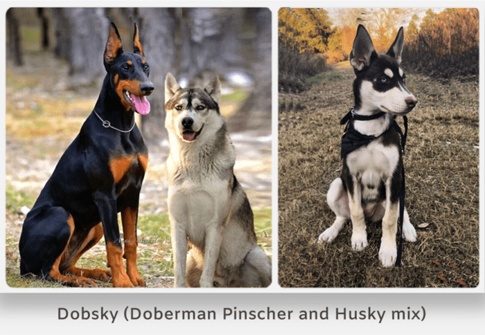 15 Most Popular Husky Mix Dogs - HubPages