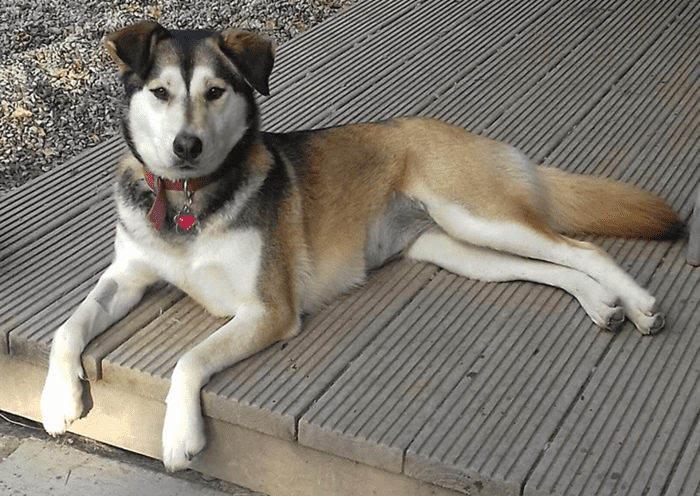 15 Most Popular Husky Mix Dogs - HubPages
