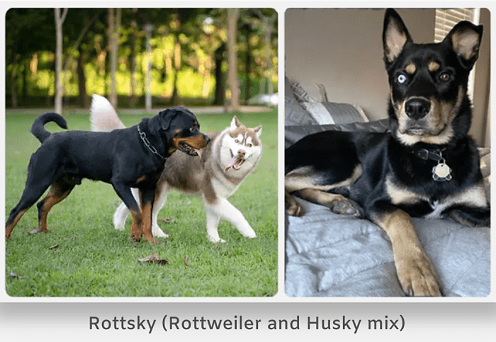 15 Most Popular Husky Mix Dogs - HubPages