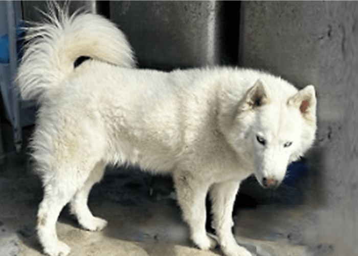 15 Most Popular Husky Mix Dogs - HubPages