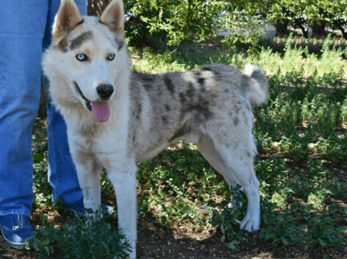 15 Most Popular Husky Mix Dogs - HubPages