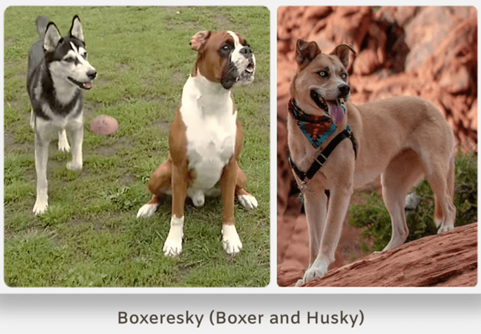 15 Most Popular Husky Mix Dogs - HubPages