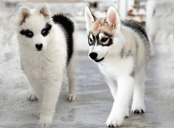 15 Most Popular Husky Mix Dogs - HubPages