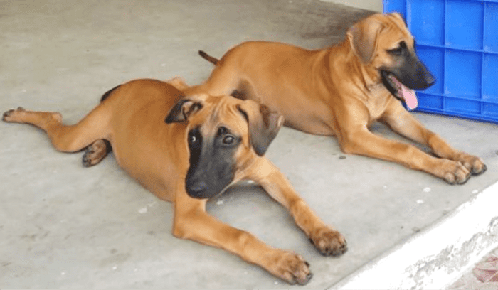 Kombai Dog: Breed Information, Facts and Characteristics - HubPages