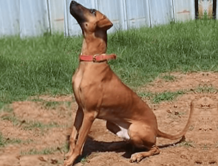 11 Best Indian Dog Breeds for Personal Protection - HubPages
