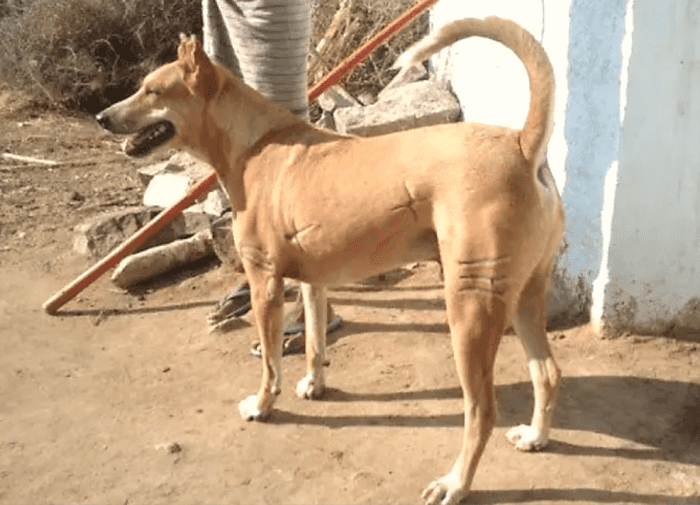 11 Best Indian Dog Breeds for Personal Protection - HubPages