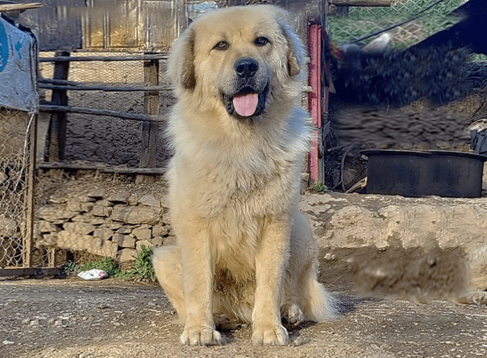 11 Best Indian Dog Breeds for Personal Protection - HubPages