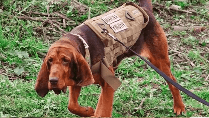 The 15 Best Search and Rescue Dog Breeds - HubPages
