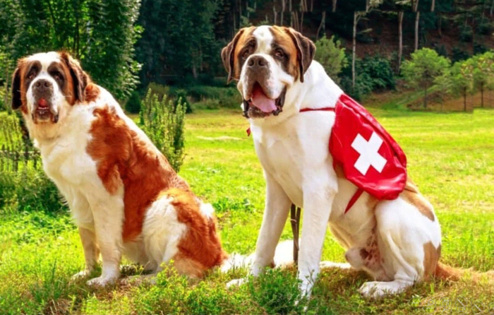 The 15 Best Search and Rescue Dog Breeds - HubPages