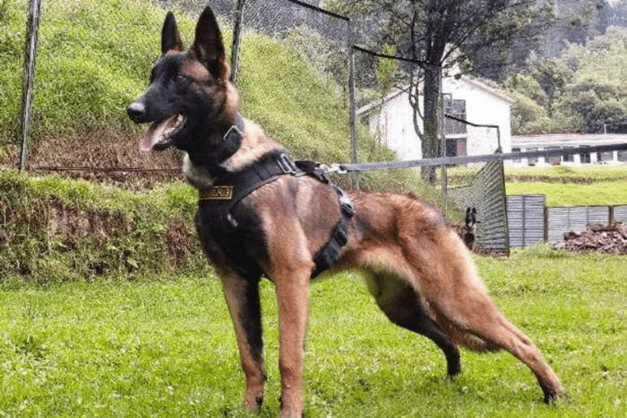 The 15 Best Search and Rescue Dog Breeds - HubPages