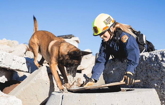 The 15 Best Search and Rescue Dog Breeds - HubPages