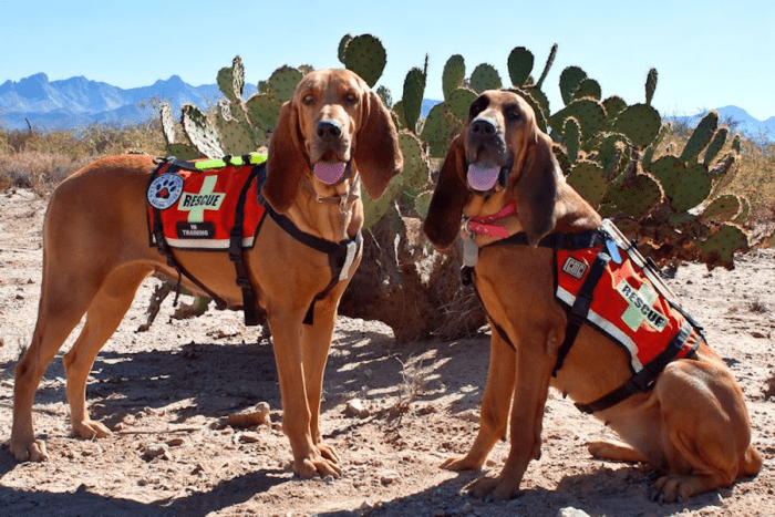 The 15 Best Search and Rescue Dog Breeds - HubPages
