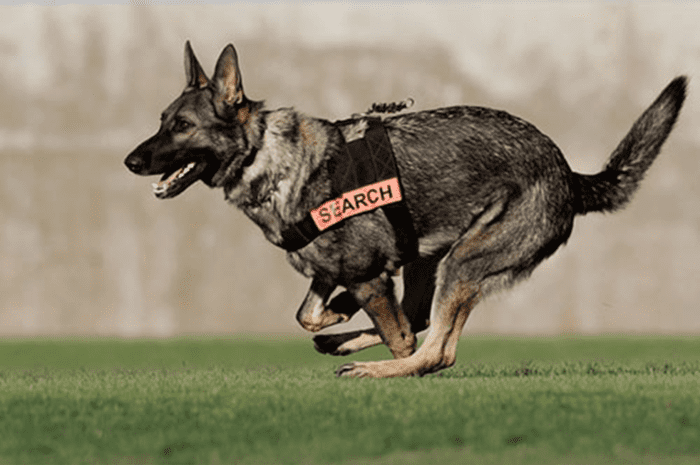 The 15 Best Search and Rescue Dog Breeds - HubPages