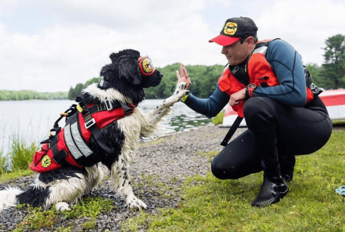 The 15 Best Search and Rescue Dog Breeds - HubPages