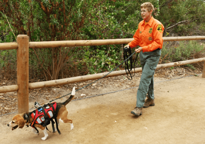 The 15 Best Search and Rescue Dog Breeds - HubPages