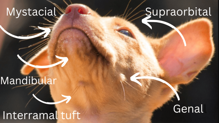 Why Do Dogs Have Whiskers? 7 Reasons & How They Impact Behavior - HubPages