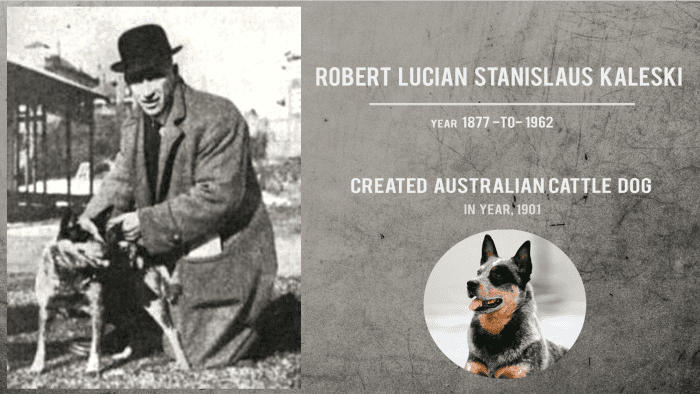 The 10 Most Respected Breeders Who Founded New Dog Breeds - HubPages