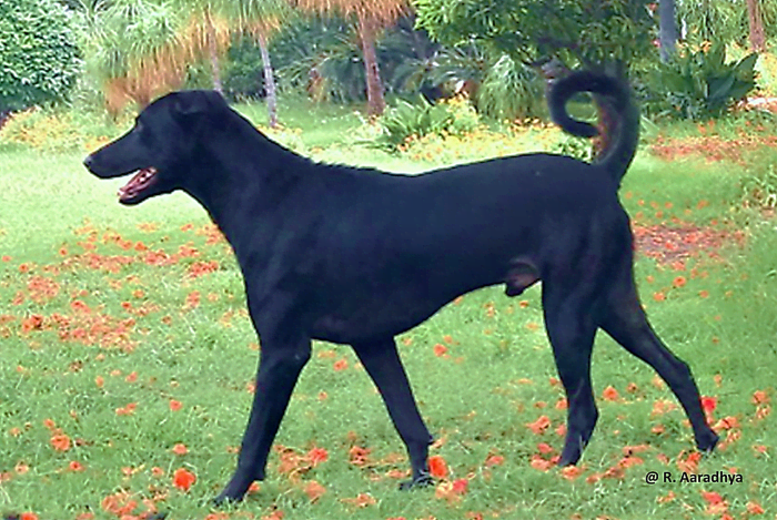 15 Best Indian Farm Dog Breeds to Live In Countryside - HubPages