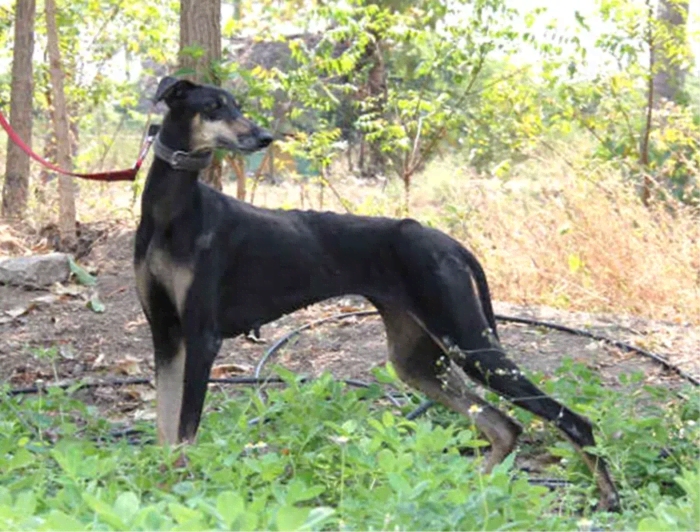 15 Best Indian Farm Dog Breeds to Live In Countryside - HubPages