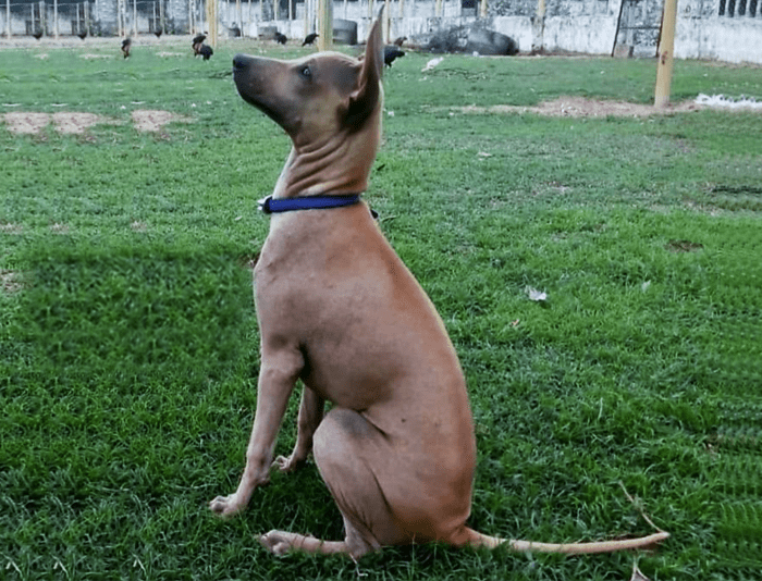 15 Best Indian Farm Dog Breeds to Live In Countryside - HubPages