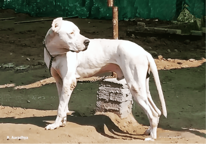 15 Best Indian Farm Dog Breeds to Live In Countryside - HubPages