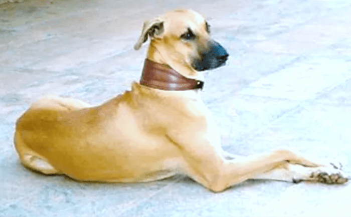 15 Best Indian Farm Dog Breeds to Live In Countryside - HubPages