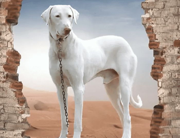 15 Best Indian Farm Dog Breeds to Live In Countryside - HubPages