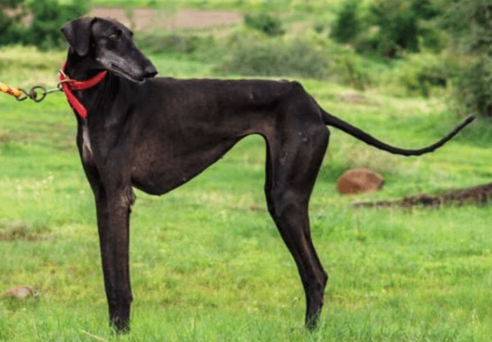 15 Best Indian Farm Dog Breeds to Live In Countryside - HubPages
