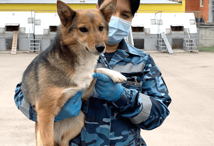 15 Best Detection Dog Breeds With Excellent Sense of Smell - HubPages