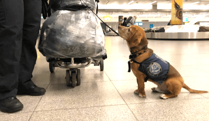 15 Best Detection Dog Breeds With Excellent Sense of Smell - HubPages